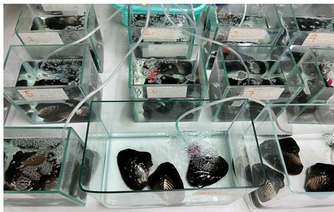 Genotoxicity impacts of microplastic pollution in combination with ...