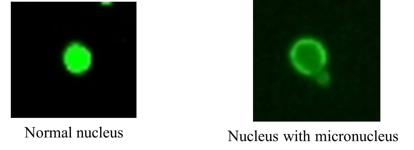 Genotoxicity impacts of microplastic pollution in combination with ...